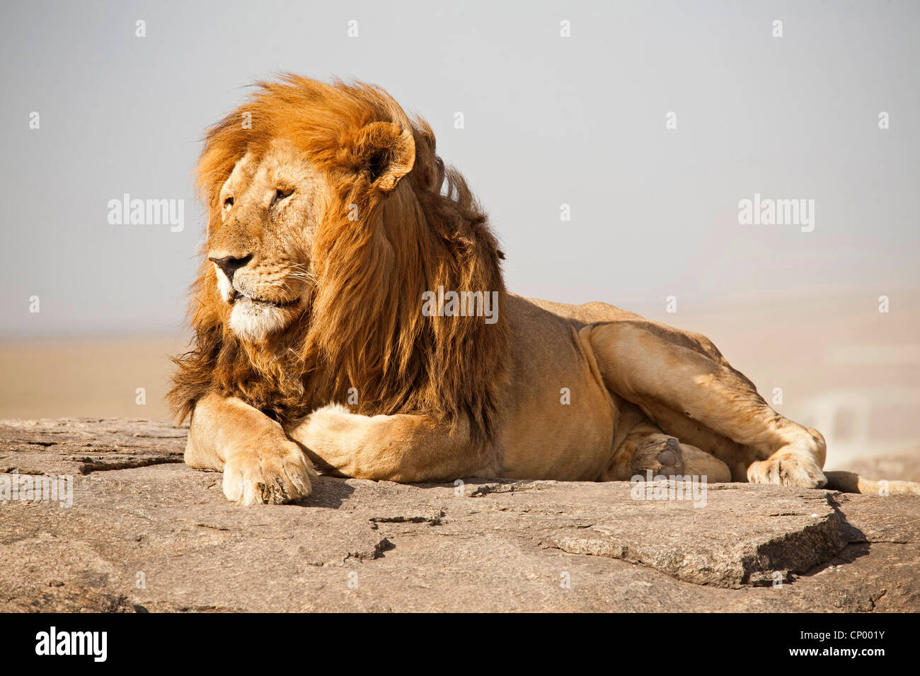 African lion lying on rock hi-res stock photography and images - Alamy