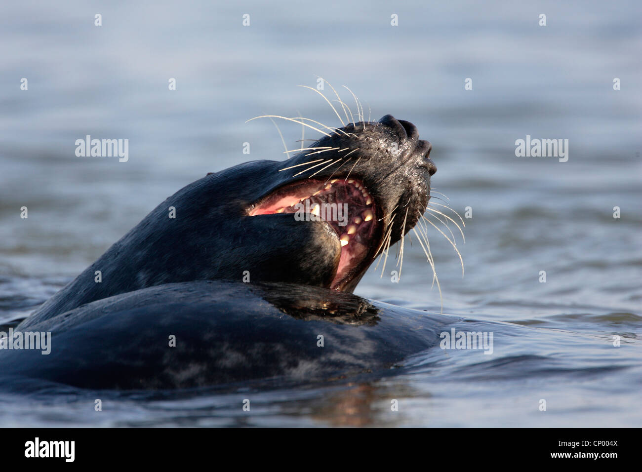gray seal (Halichoerus grypus), two animals fighting in shallow water ...