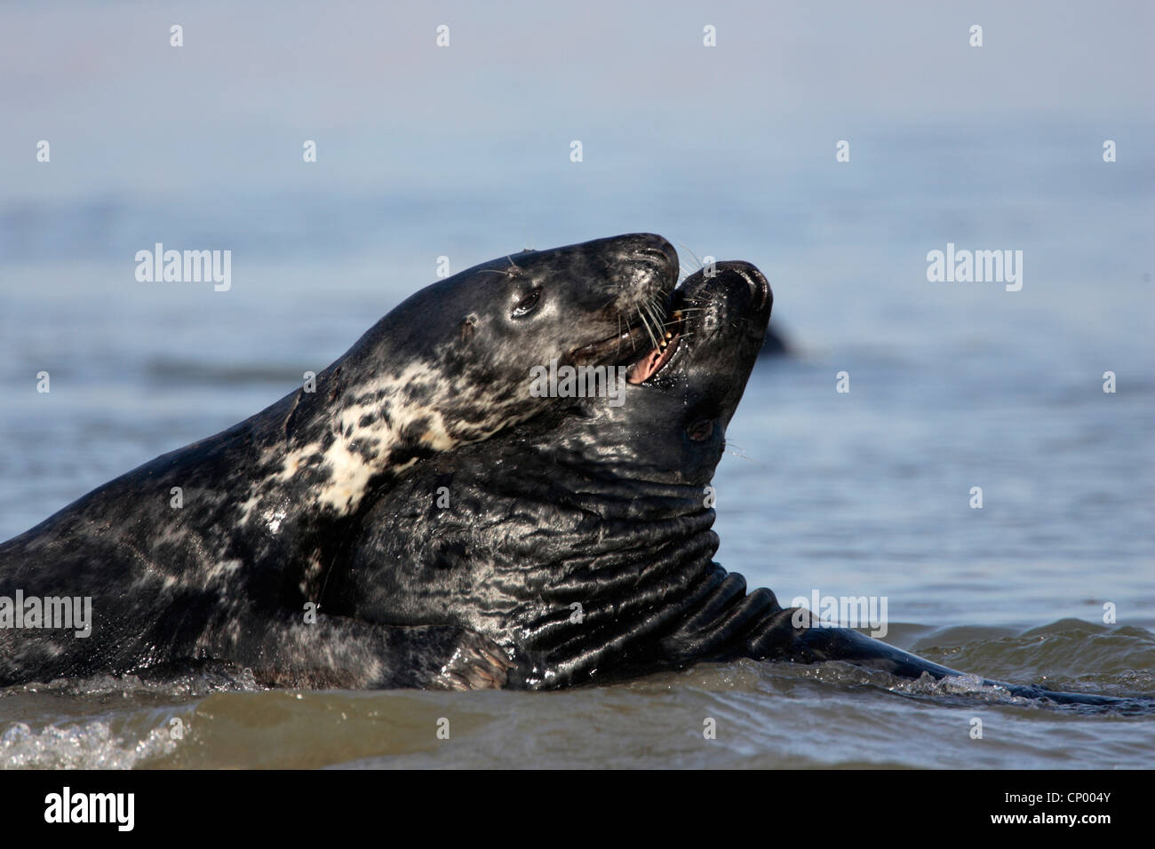 gray seal (Halichoerus grypus), two animals fighting in shallow water ...