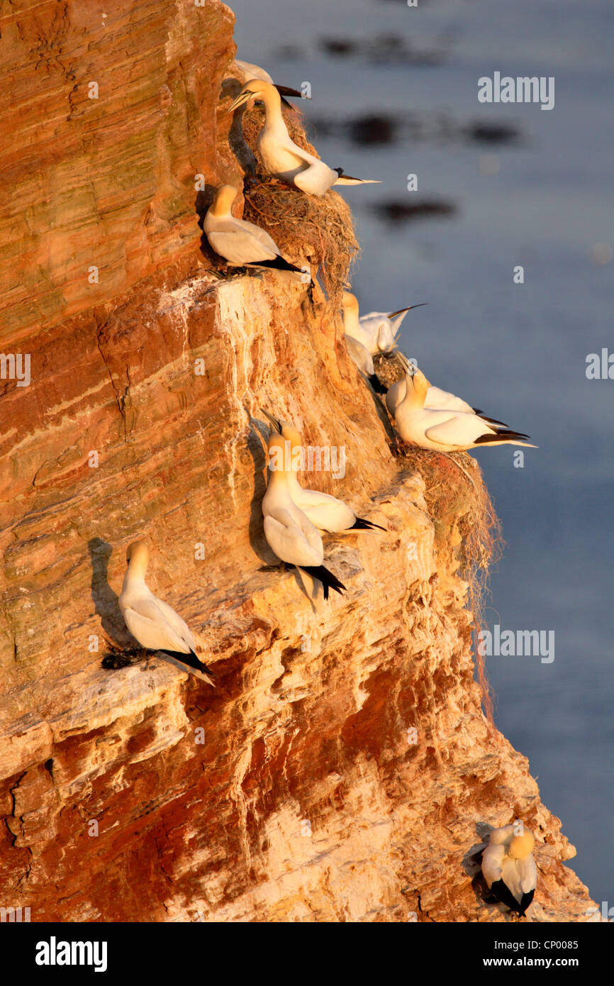 North sea gannet breeds colonies hi-res stock photography and images ...