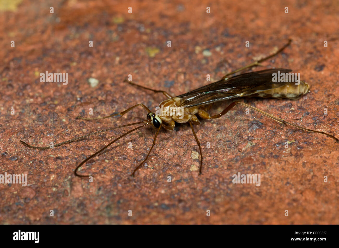 Ichneumon wasp ophion luteus hi-res stock photography and images - Alamy