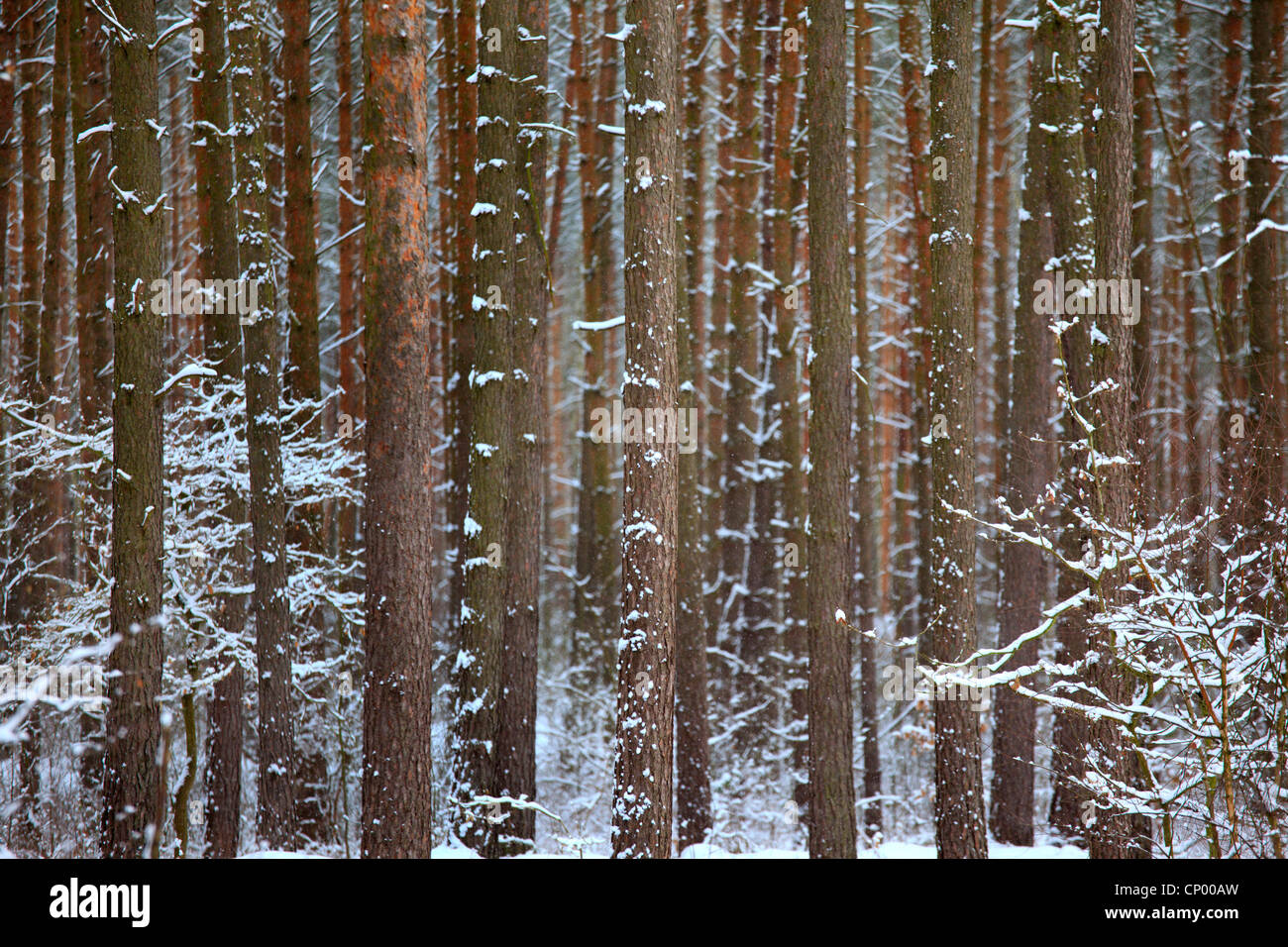 Scotch pine, scots pine (Pinus sylvestris), tree trunks, Germany, Lower ...