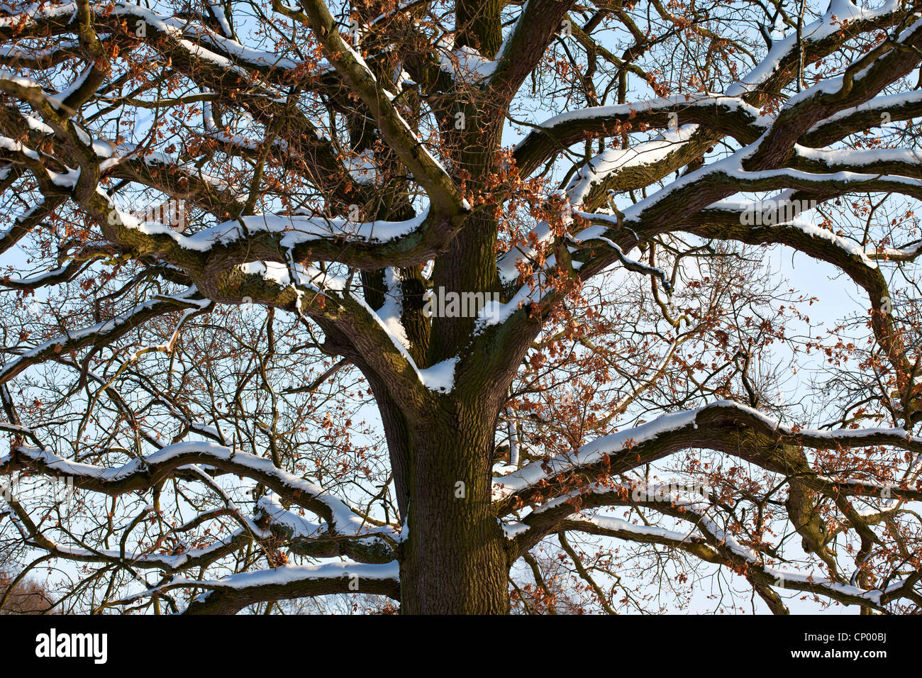 common oak, pedunculate oak, English oak (Quercus robur), in winter ...