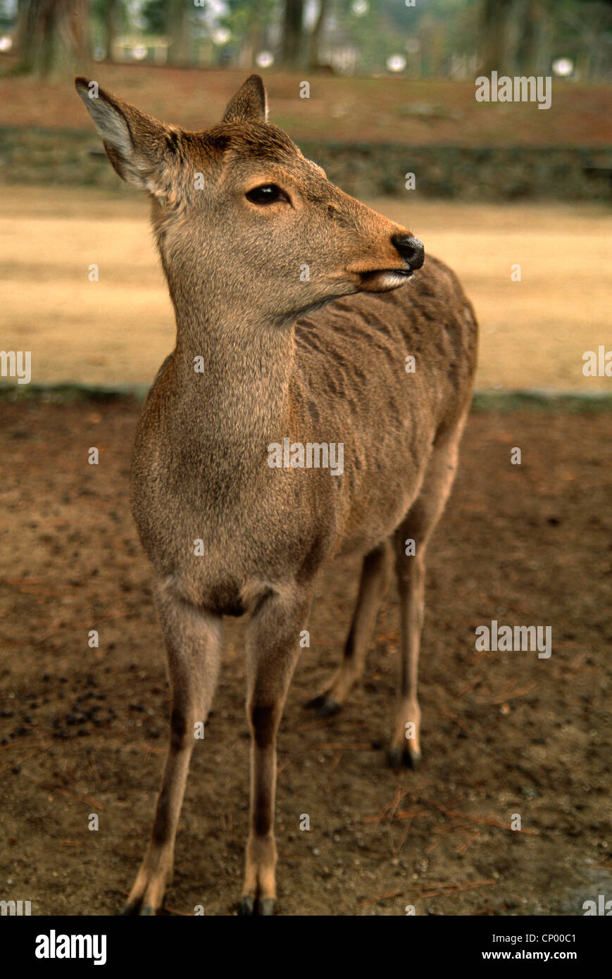 Japan, Kansai, Nara, Nara Park, deer Stock Photo - Alamy