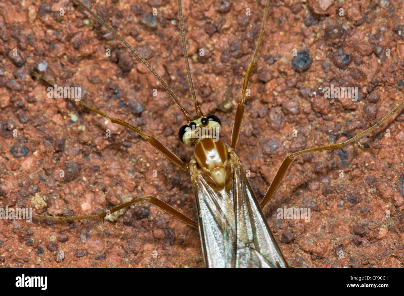 A close-up on th ehead and thorax of a male yellow ophion parasitic ...