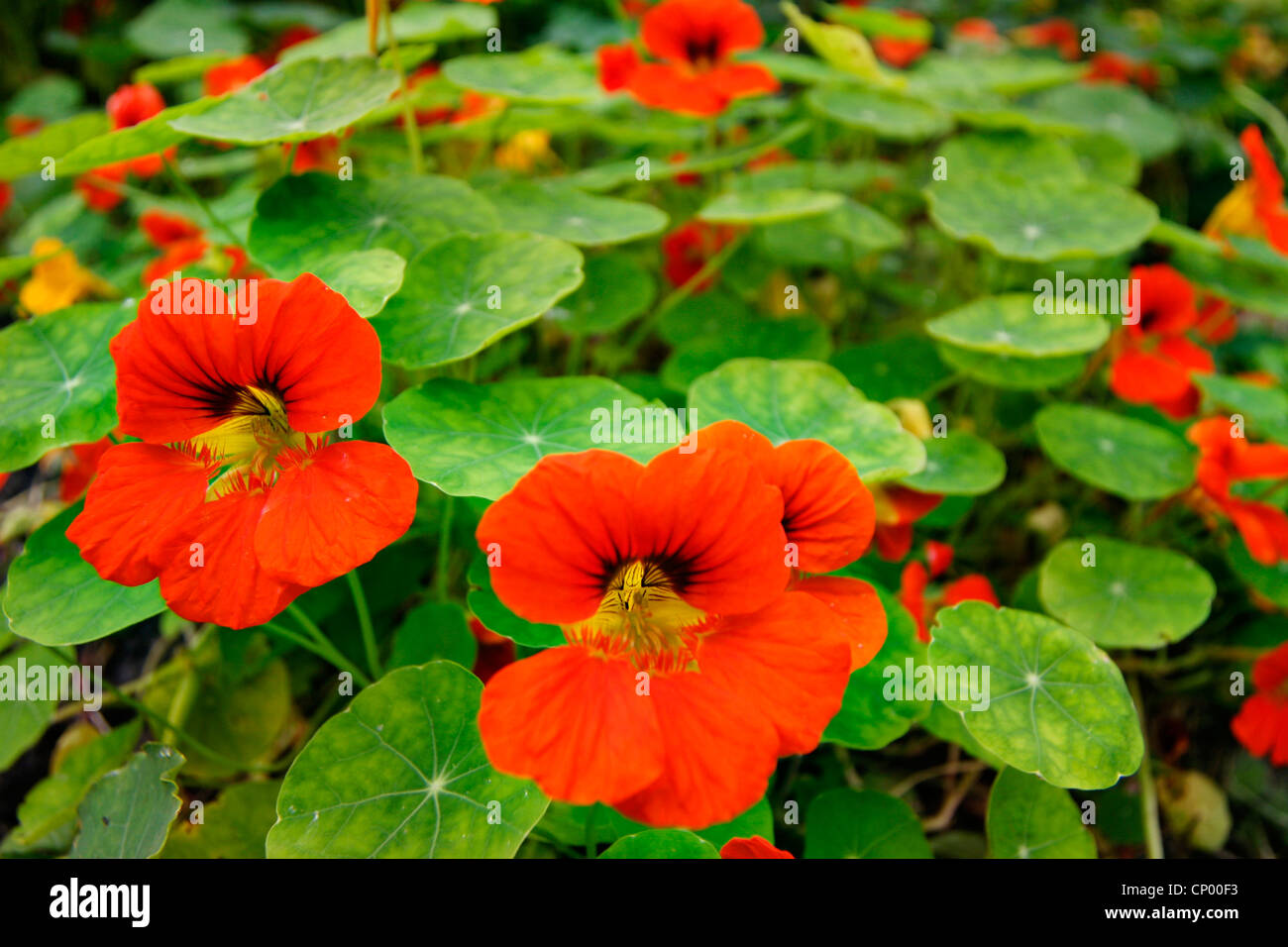 Indian cress, common nasturtium, garden nasturtium (Tropaeolum majus ...