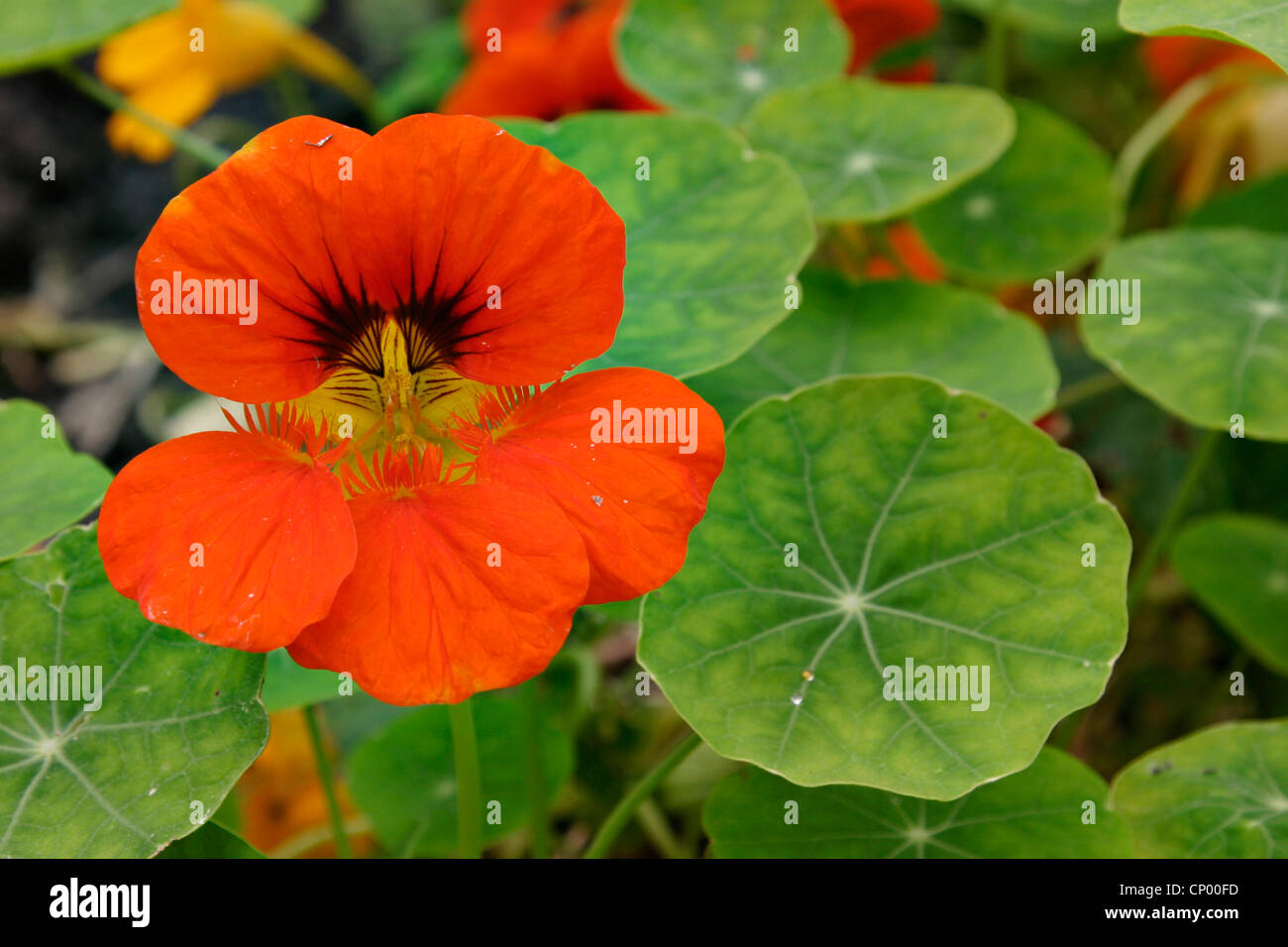 Indian cress, common nasturtium, garden nasturtium (Tropaeolum majus ...