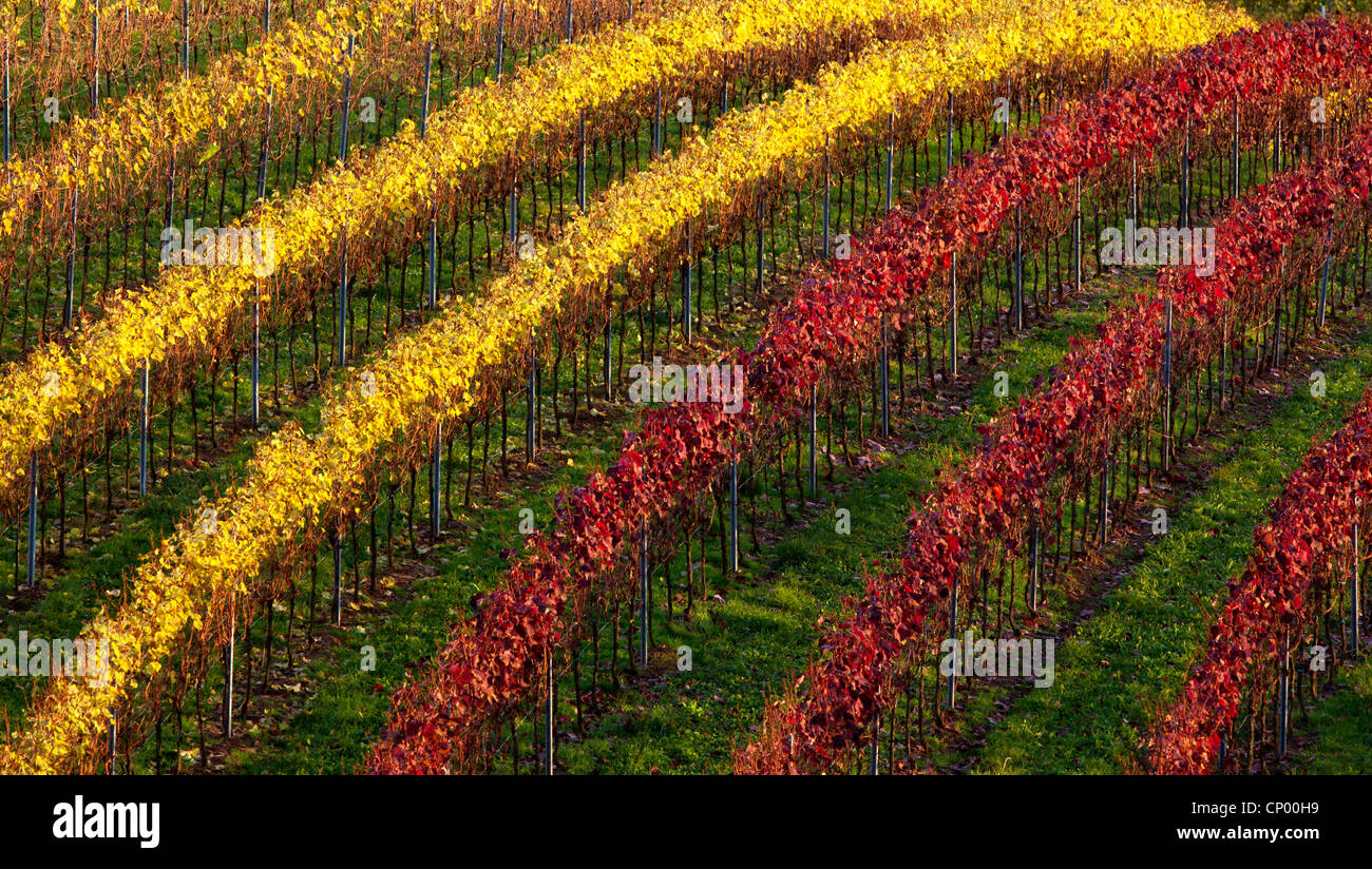 Leimen Germany High Resolution Stock Photography and Images - Alamy