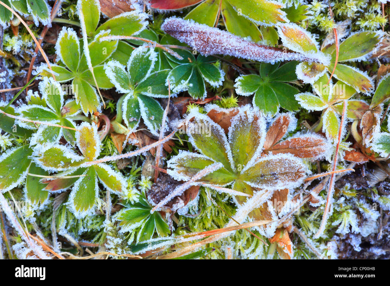 Hoar frost on flower hi-res stock photography and images - Alamy
