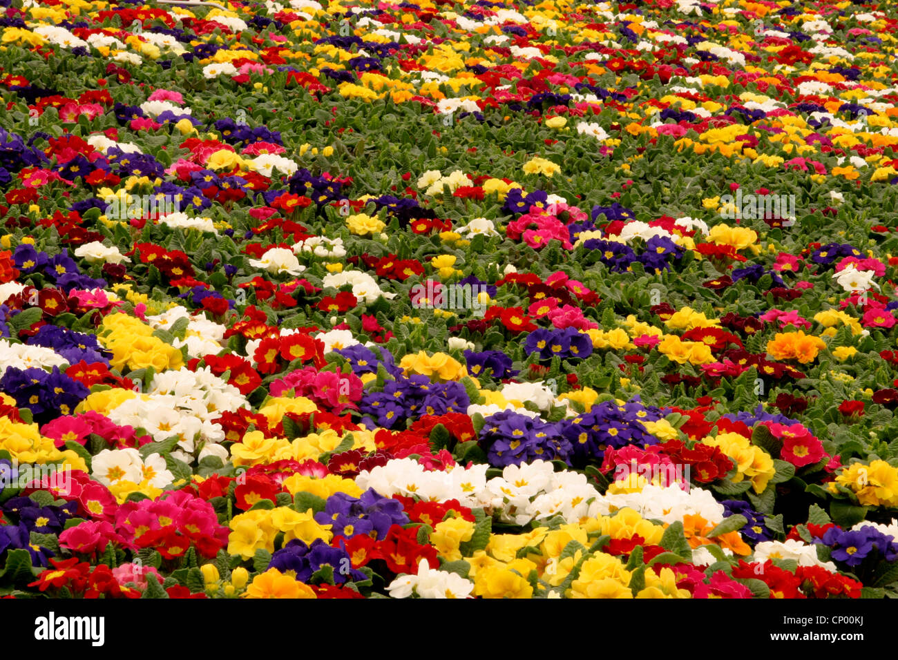 true English primrose (Primula acaulis, Primula vulgaris), primroses in ...