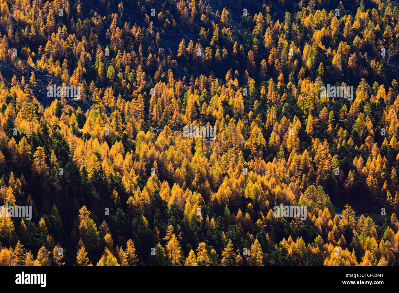 common larch, European larch (Larix decidua, Larix europaea), larch ...