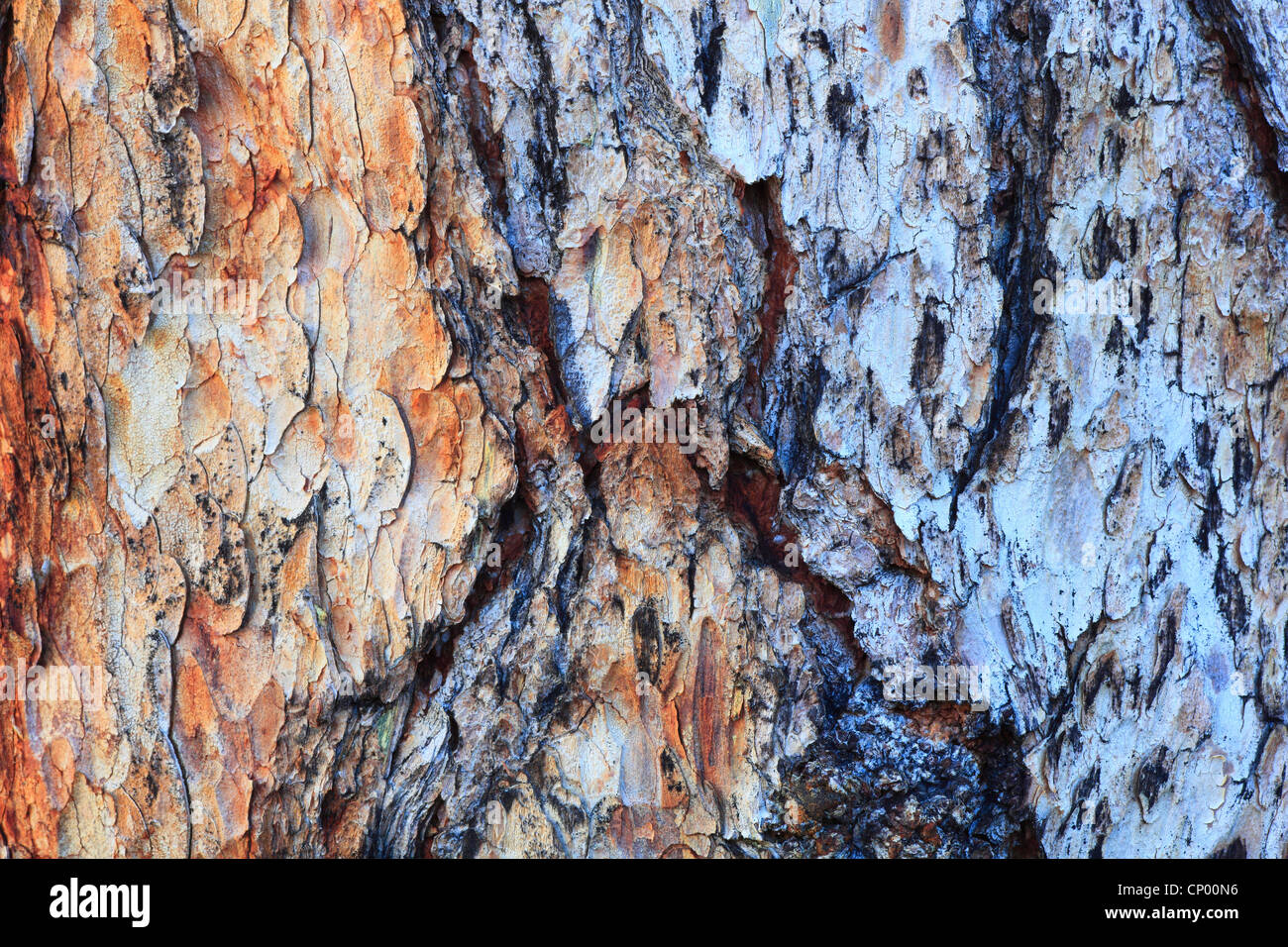 common larch, European larch (Larix decidua, Larix europaea), bark ...