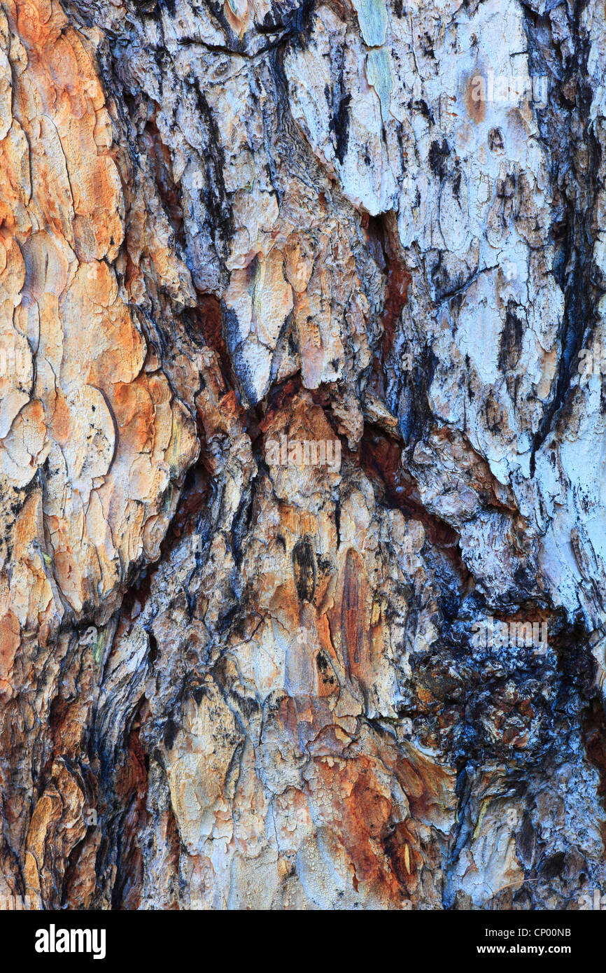 common larch, European larch (Larix decidua, Larix europaea), bark ...