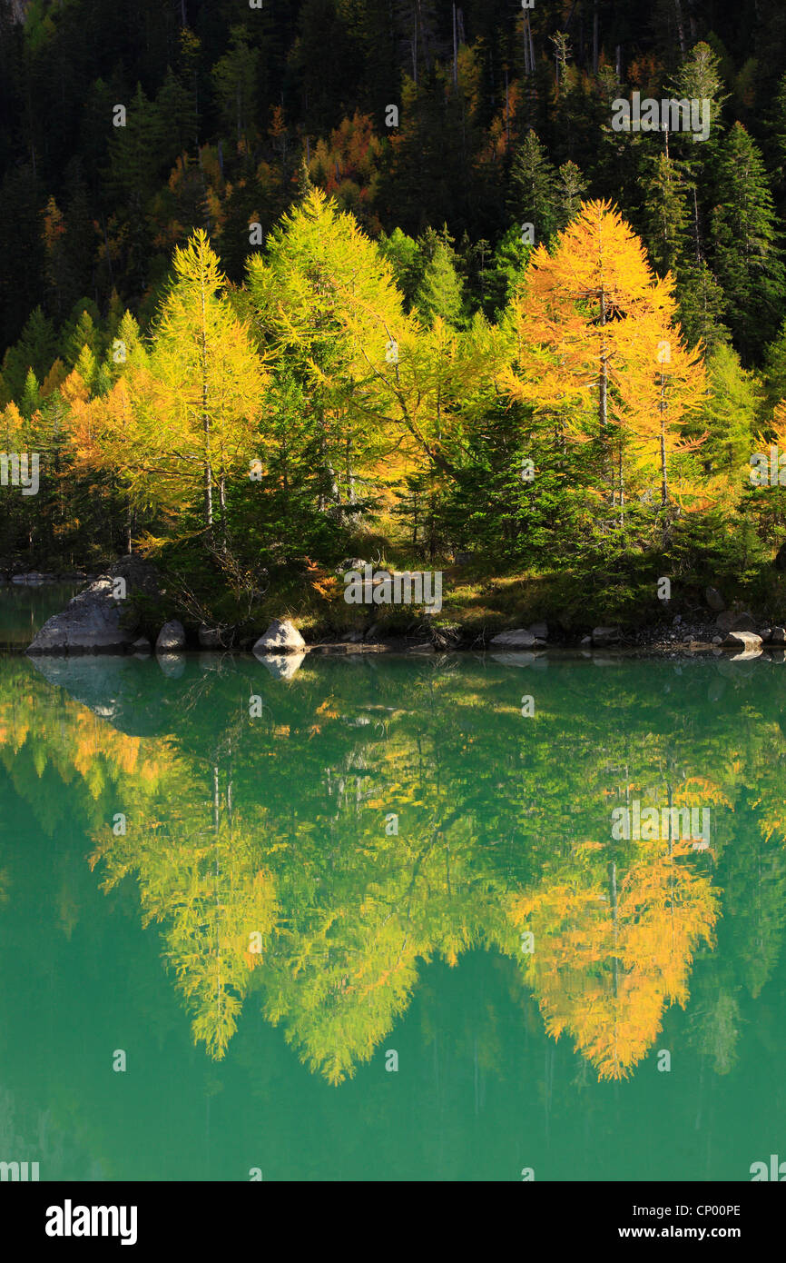 common larch, European larch (Larix decidua, Larix europaea), larch ...