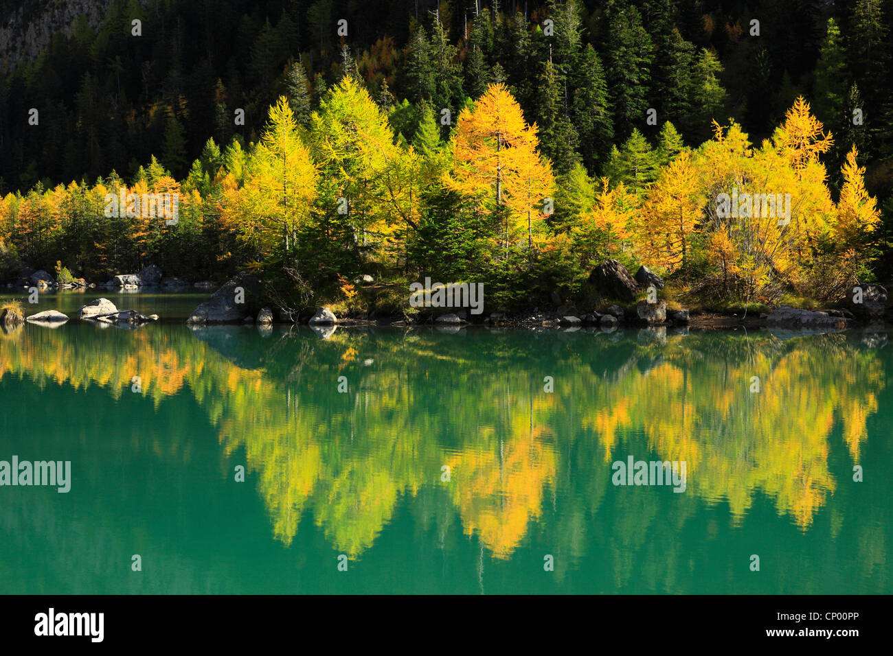 common larch, European larch (Larix decidua, Larix europaea), larch ...