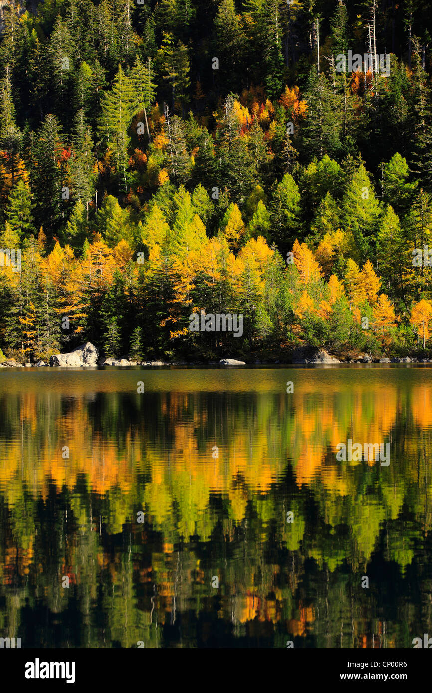 common larch, European larch (Larix decidua, Larix europaea), larch ...