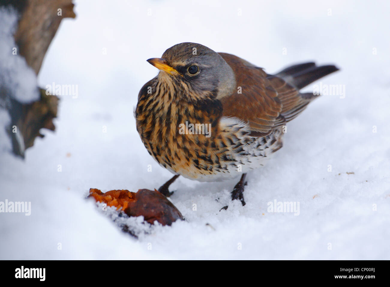 fieldfare (Turdus pilaris), sitting on the snowy ground feeding on a ...