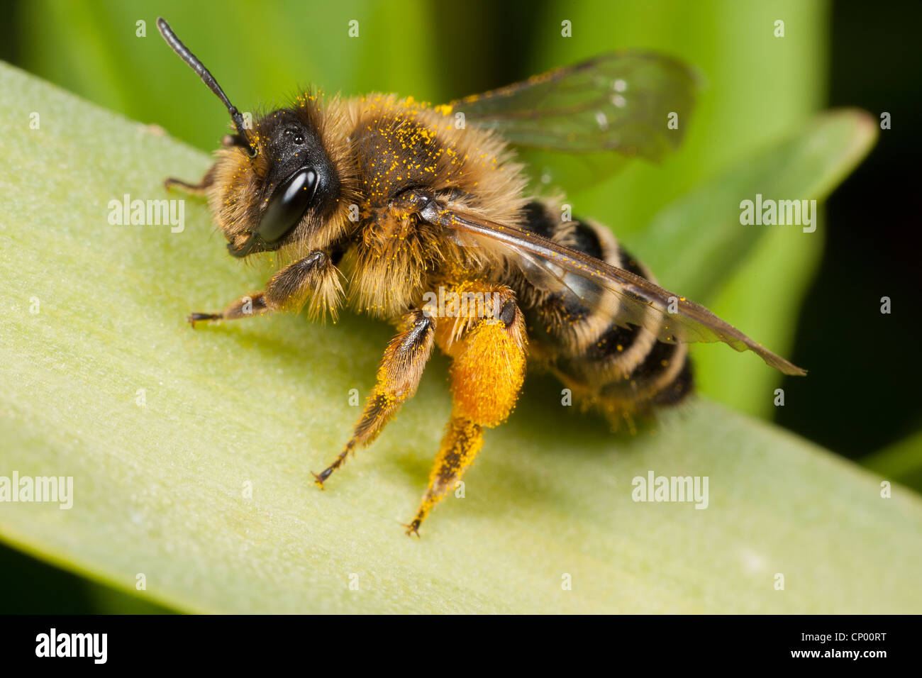 A female Yellow-legged Mining Bee - Andrena flavipes - with pollen ...
