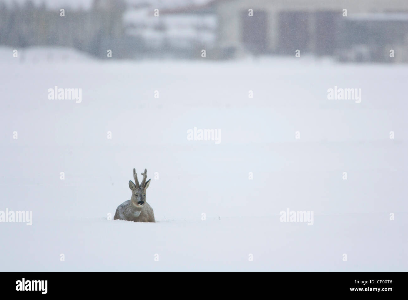 roe deer (Capreolus capreolus), roebuck on a pasture in deep snow ...