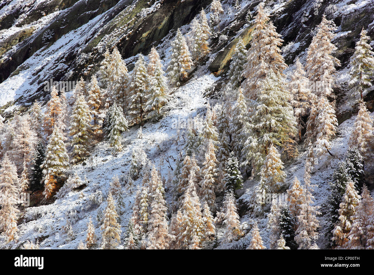 common larch, European larch (Larix decidua, Larix europaea), onset of ...
