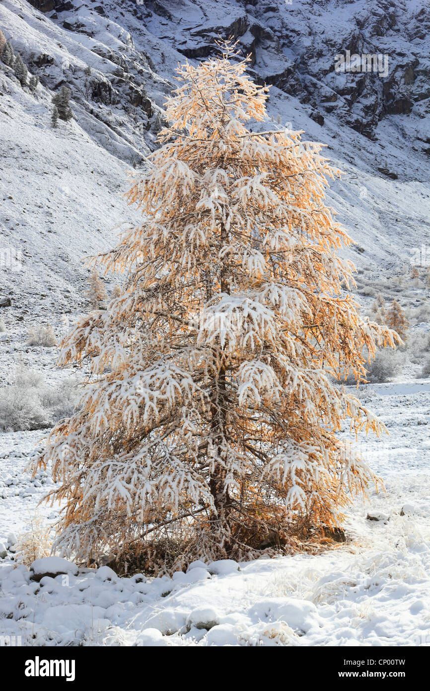 common larch, European larch (Larix decidua, Larix europaea), onset of ...