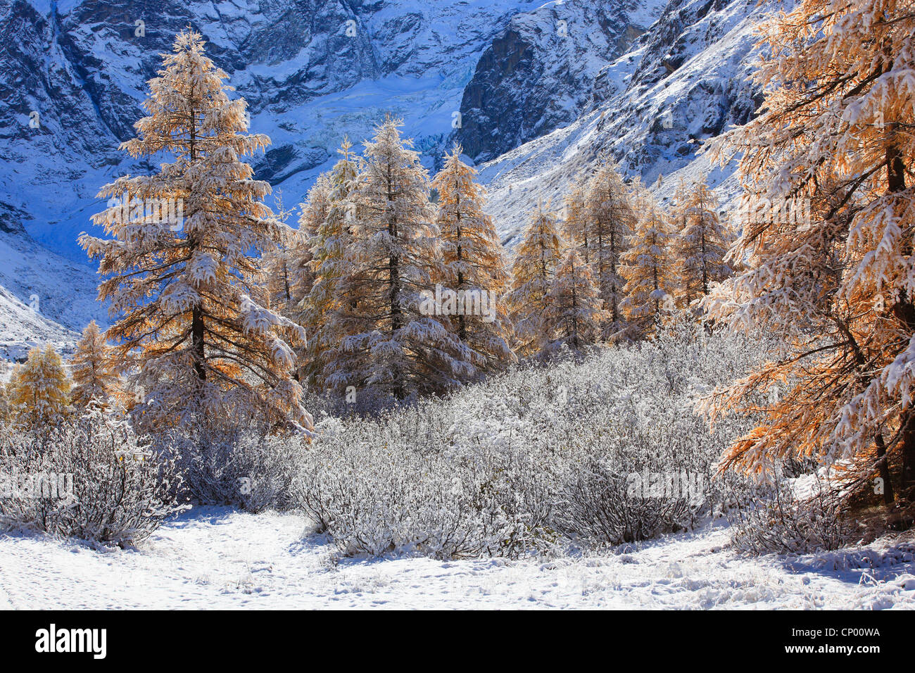 common larch, European larch (Larix decidua, Larix europaea), onset of ...