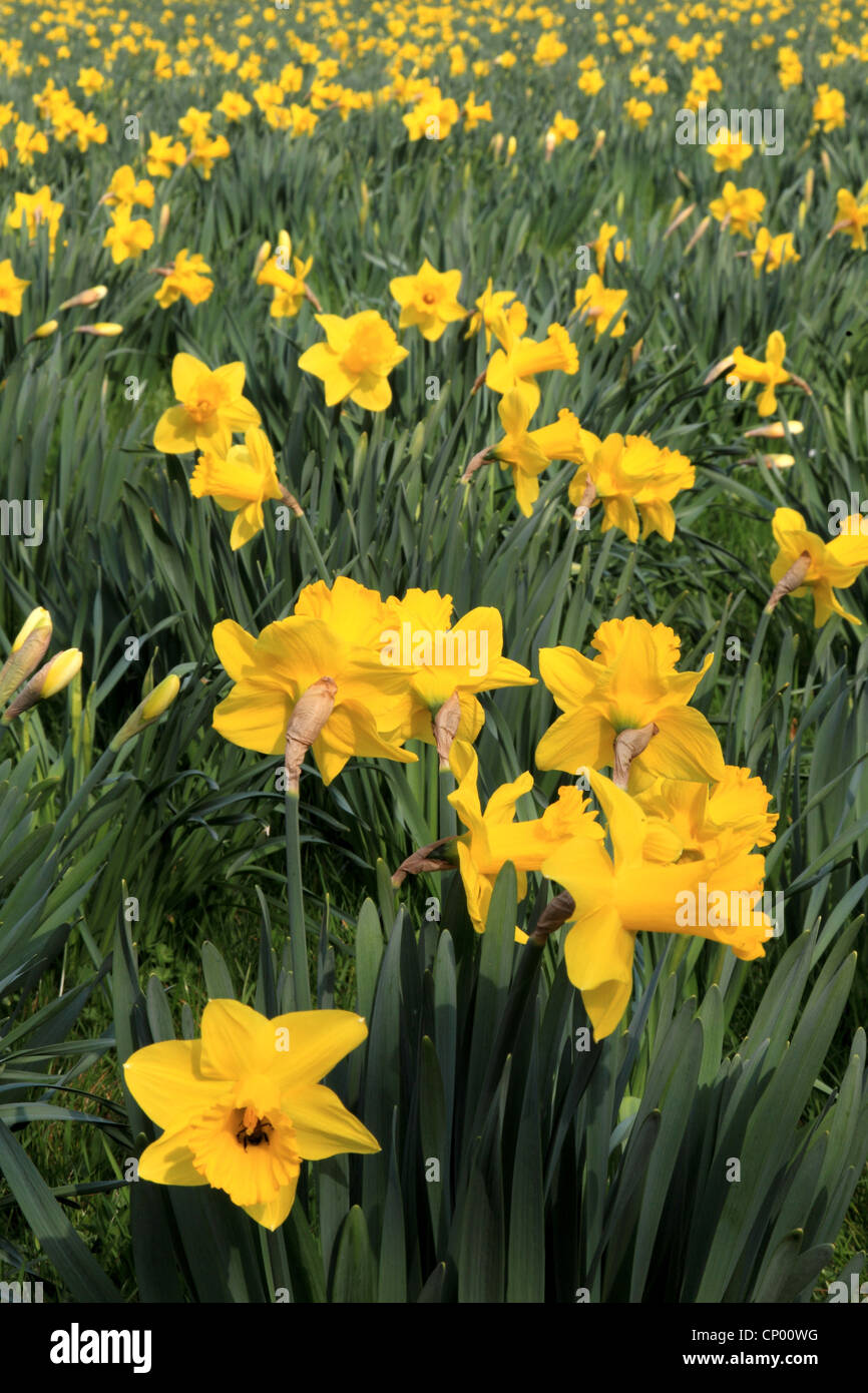 daffodil (Narcissus spec.), meadow with daffodills Stock Photo - Alamy