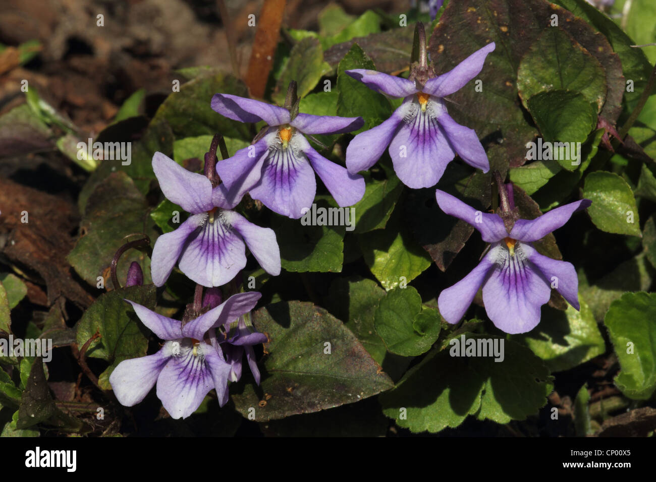 English violet, sweet violet (Viola odorata), blooming, Germany Stock ...