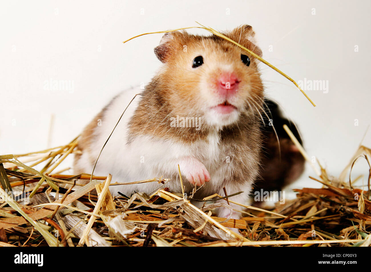 golden hamster (Mesocricetus auratus), sitting on straw Stock Photo - Alamy