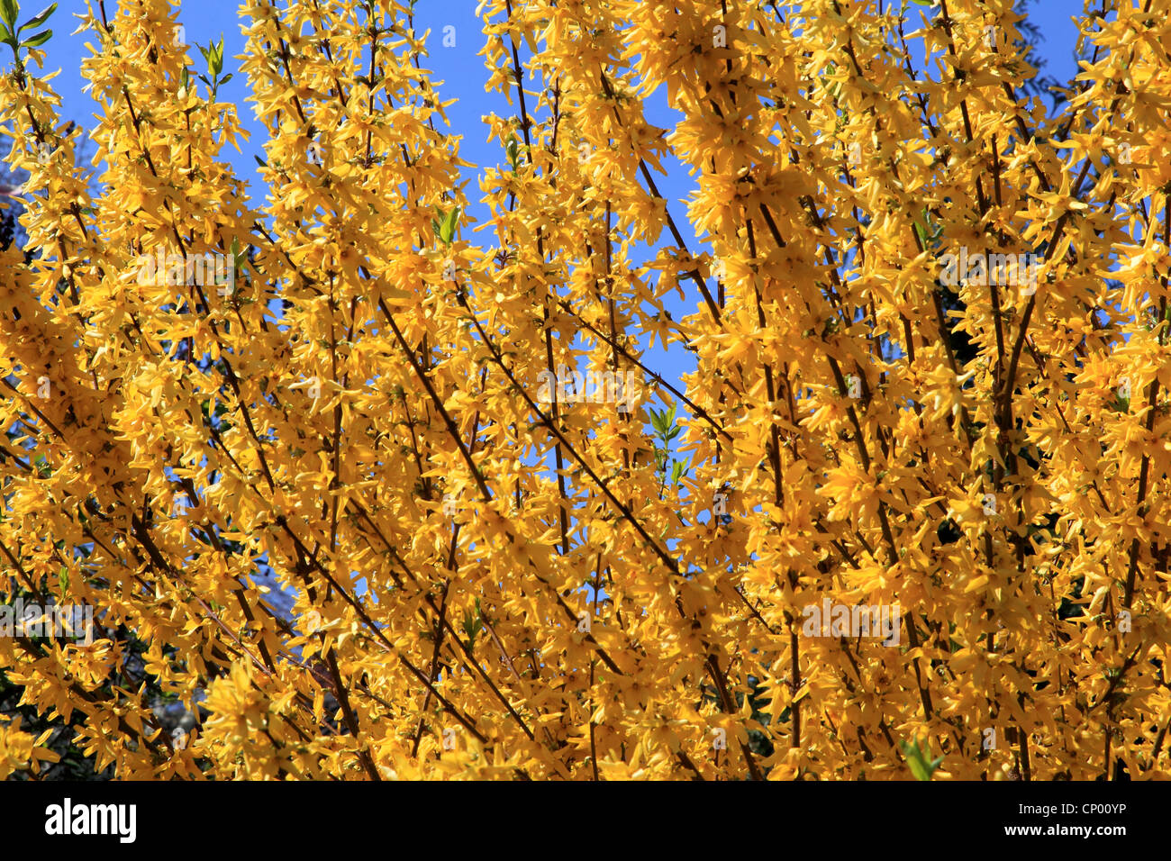 Forsythia hi-res stock photography and images - Alamy