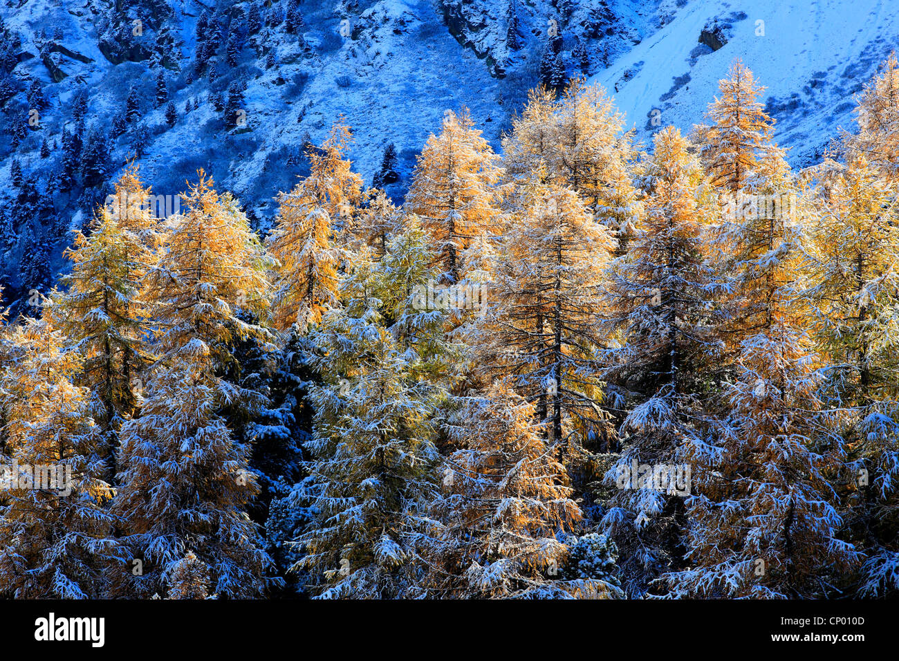 common larch, European larch (Larix decidua, Larix europaea), onset of ...