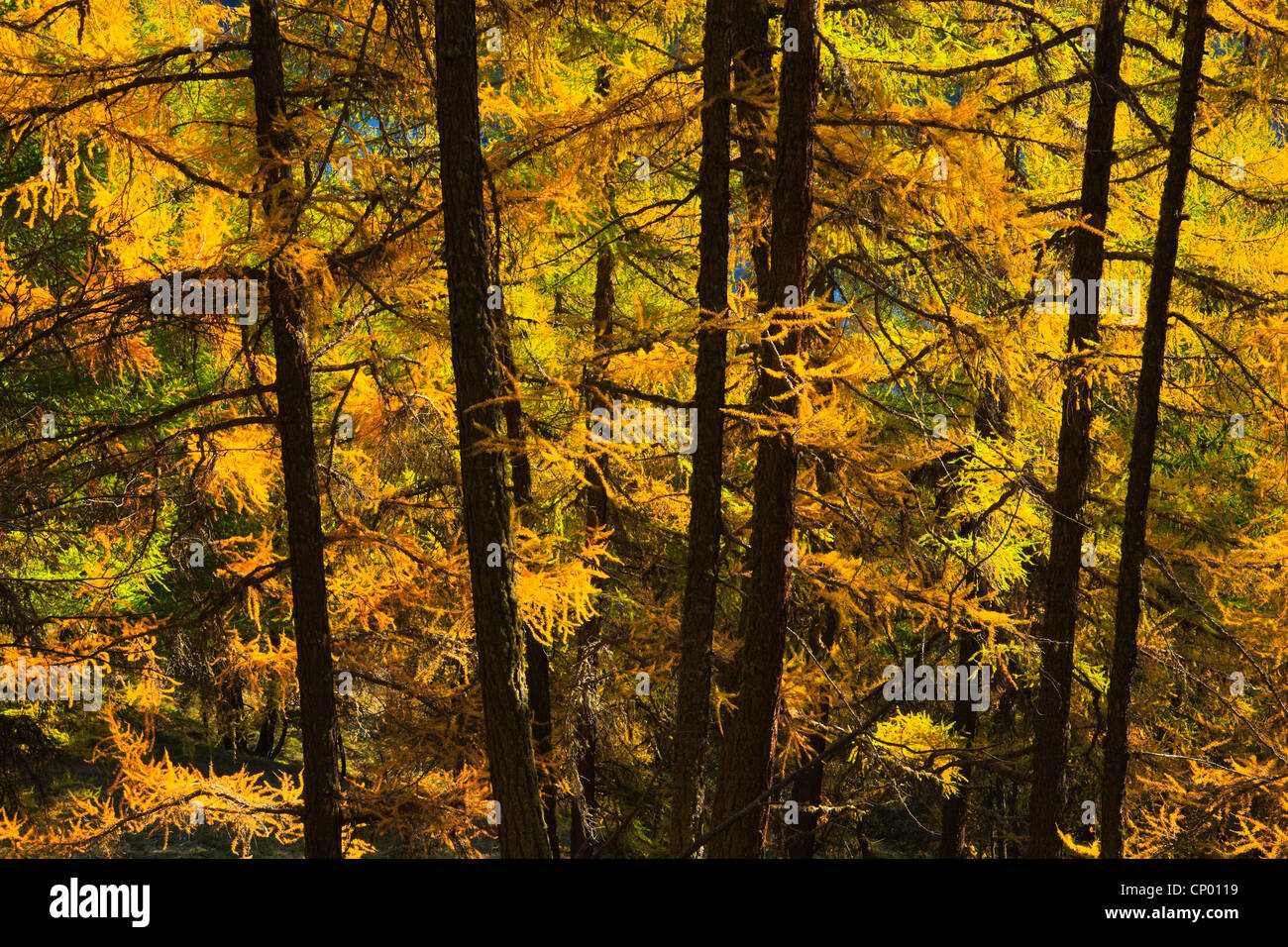 common larch, European larch (Larix decidua, Larix europaea), larch ...