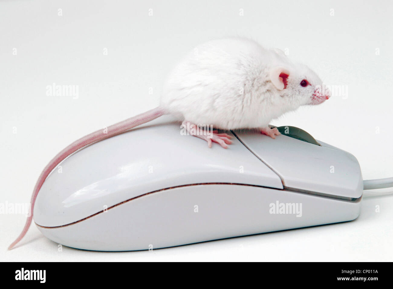 House mouse mus musculus white hi-res stock photography and images - Alamy
