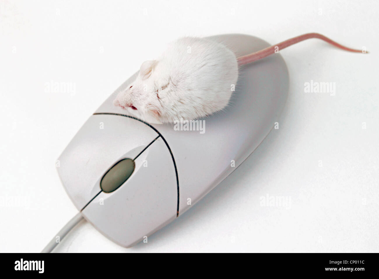 house mouse, fancy mouse (Mus musculus), sitting on a computer mouse ...