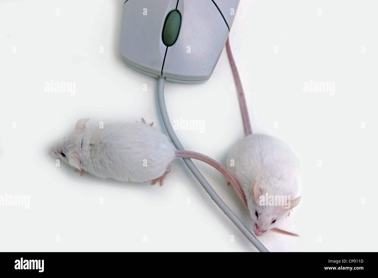 house mouse, fancy mouse (Mus musculus), two animals at a computer ...