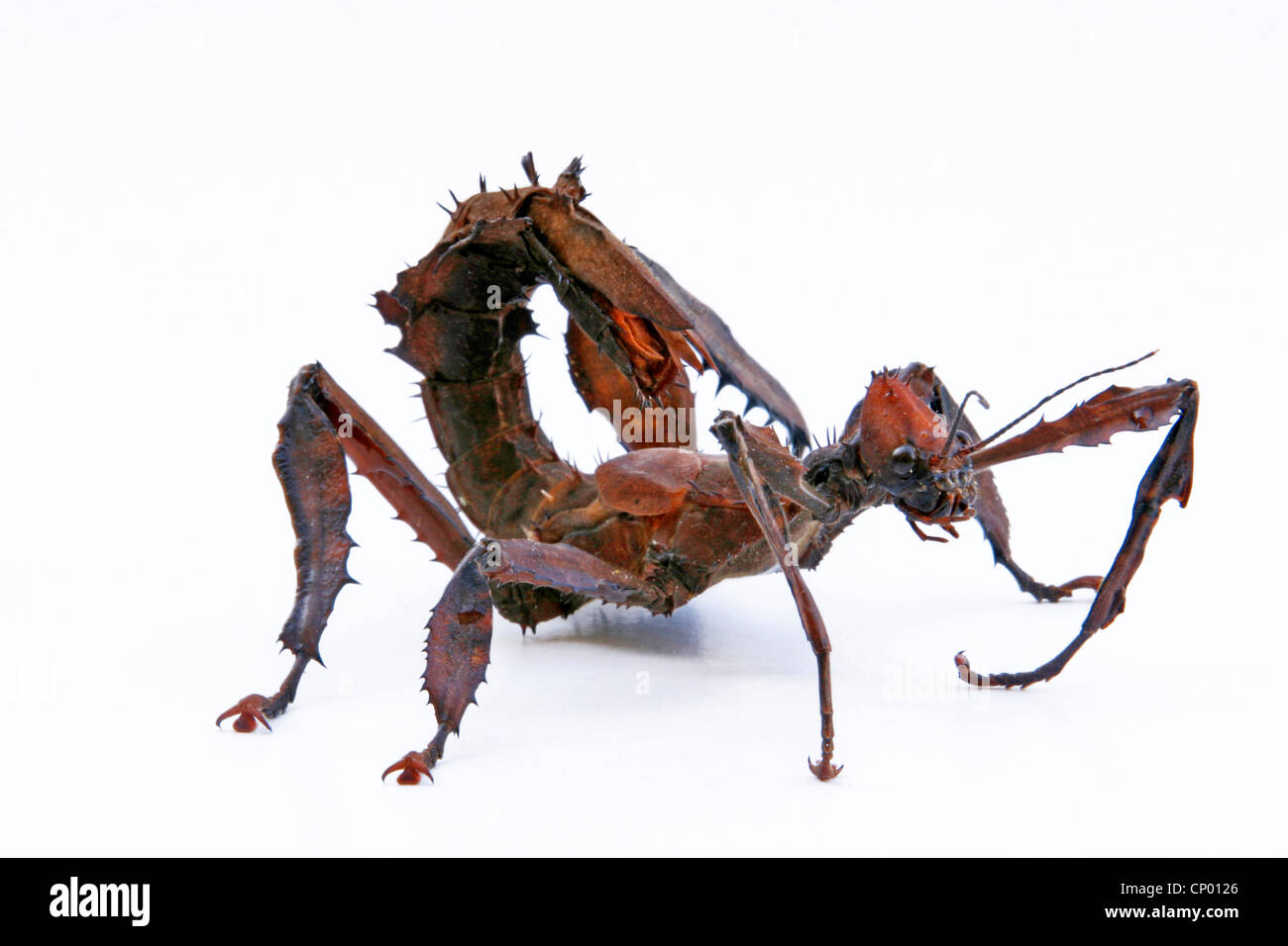 The giant prickly stick insect Cut Out Stock Images & Pictures - Alamy
