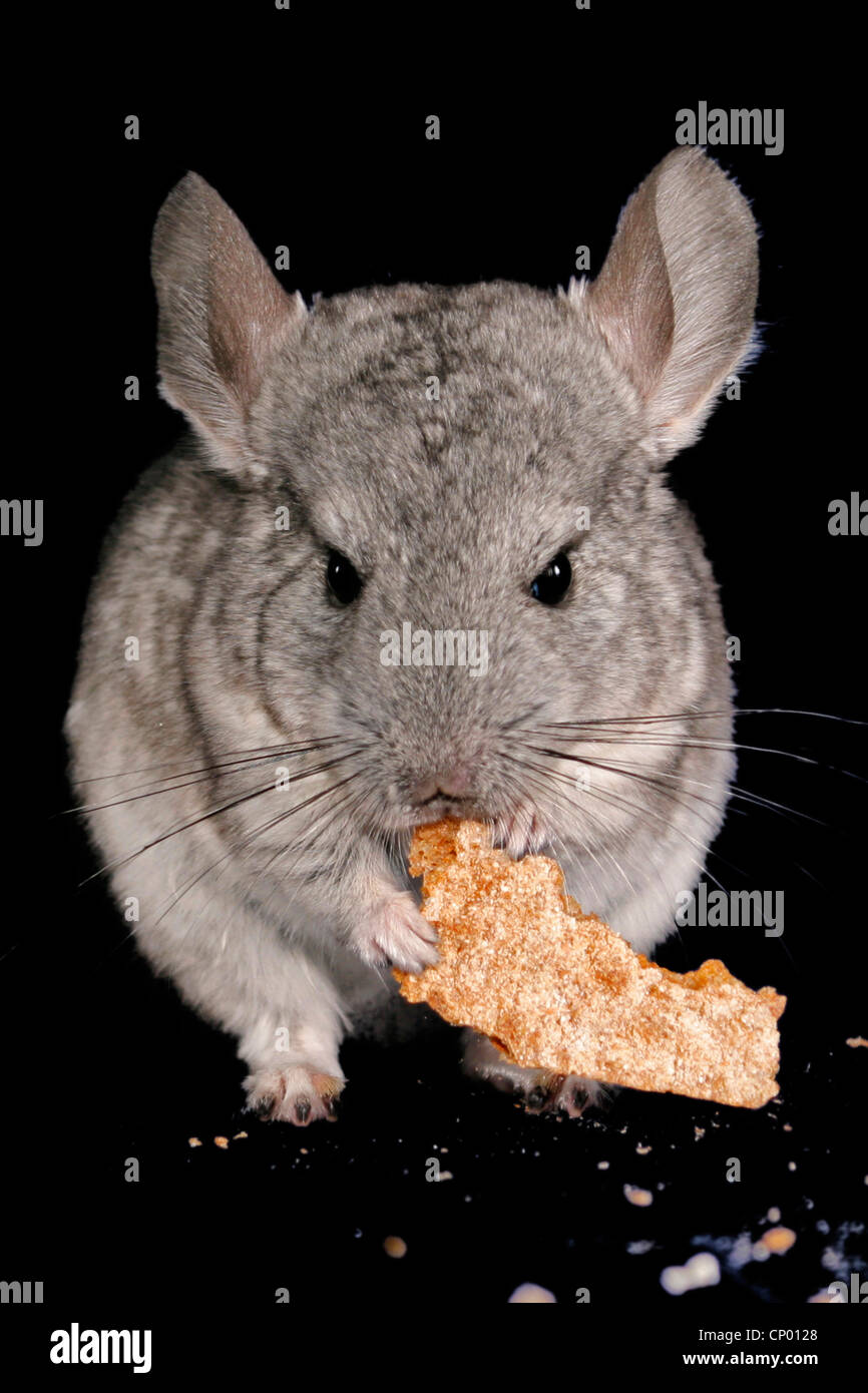 long-tailed chinchilla (Chinchilla lanigera), feeding Stock Photo - Alamy