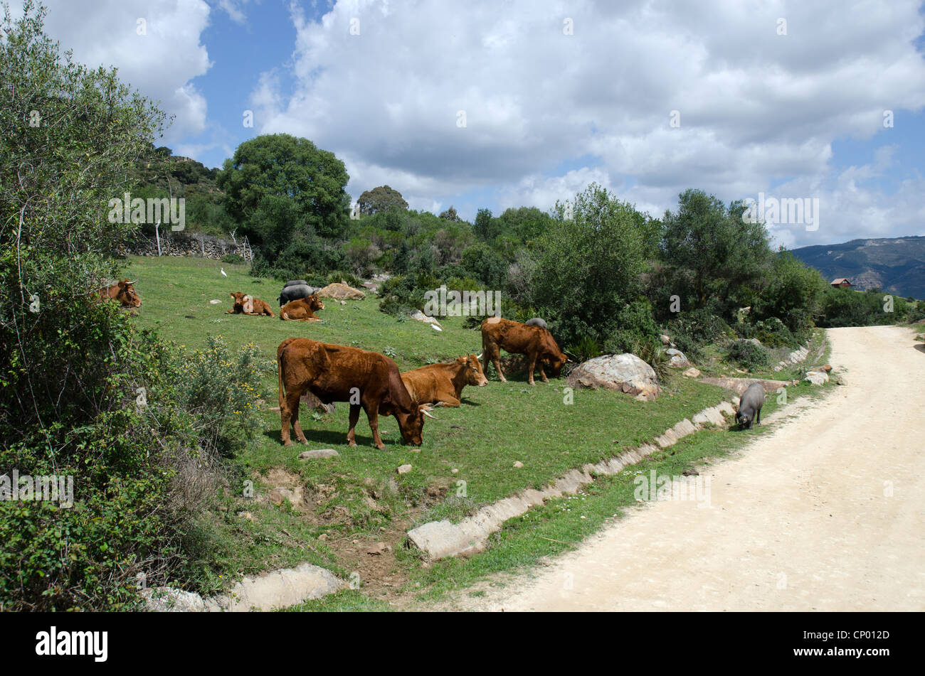Rural Scene in Andalucia, Spain Stock Photo - Alamy
