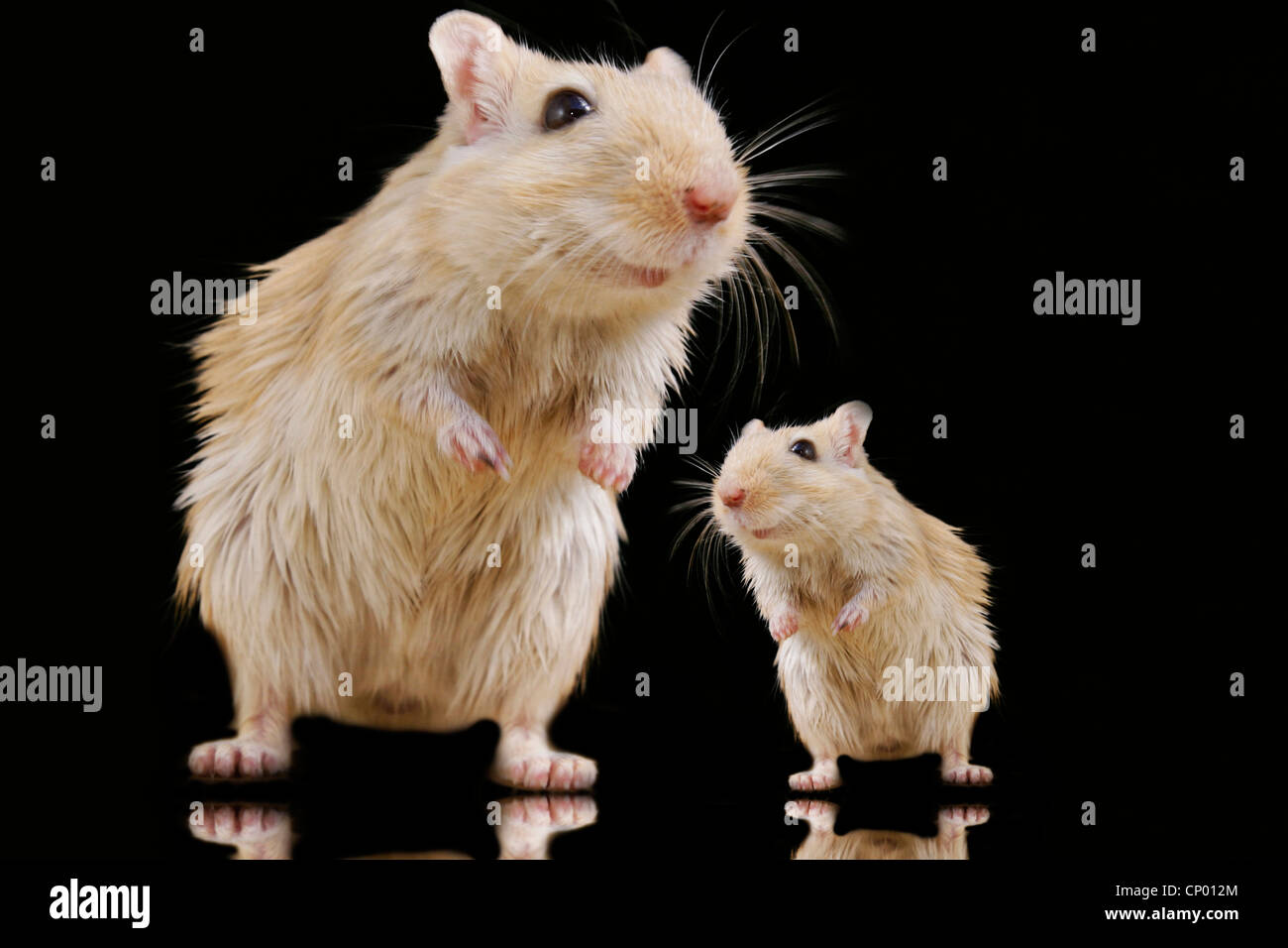 Shaw s Jird (Meriones shawi), two animals standing errected Stock Photo ...