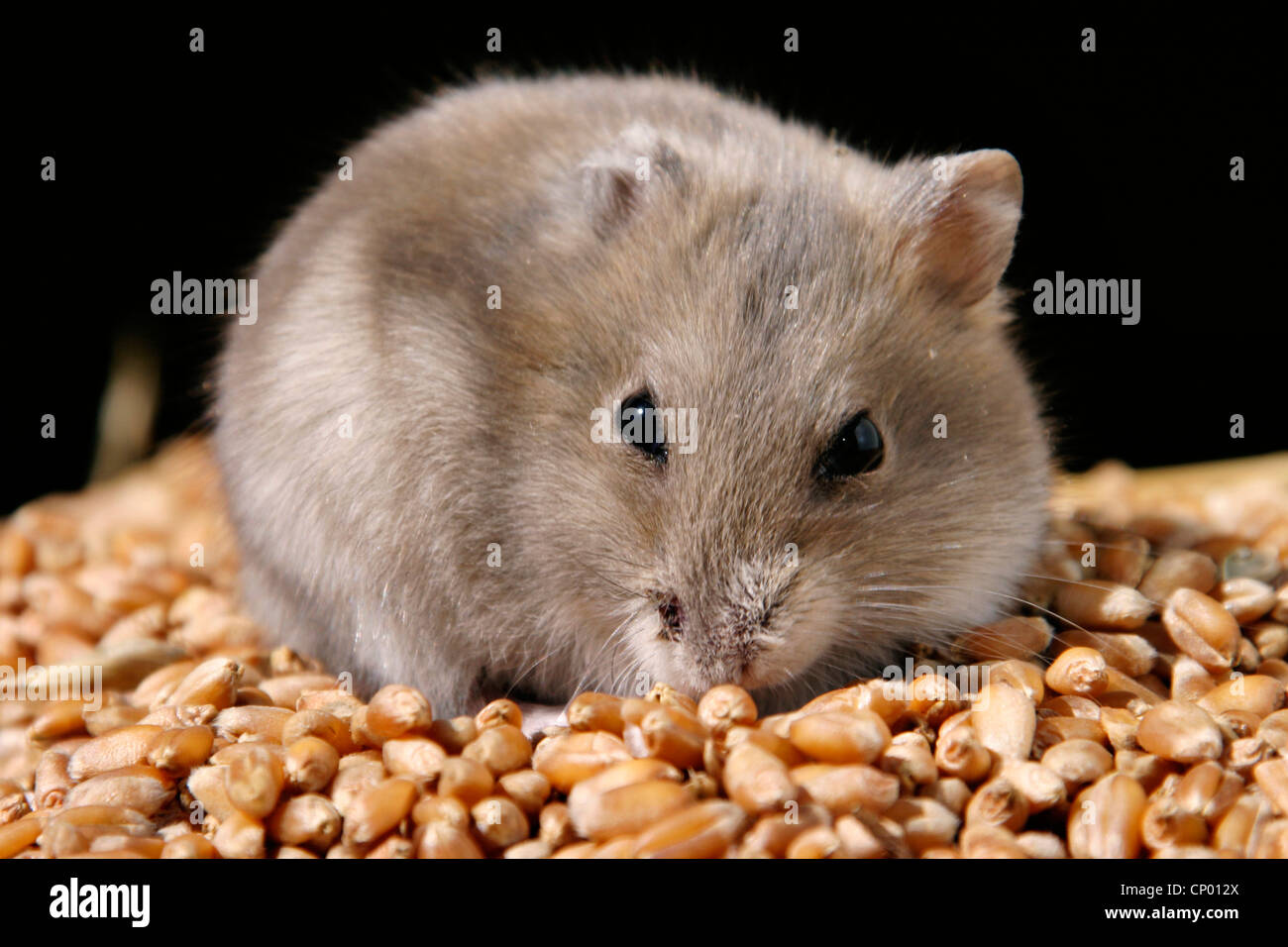 dwarf hamster feeding from grain Stock Photo - Alamy