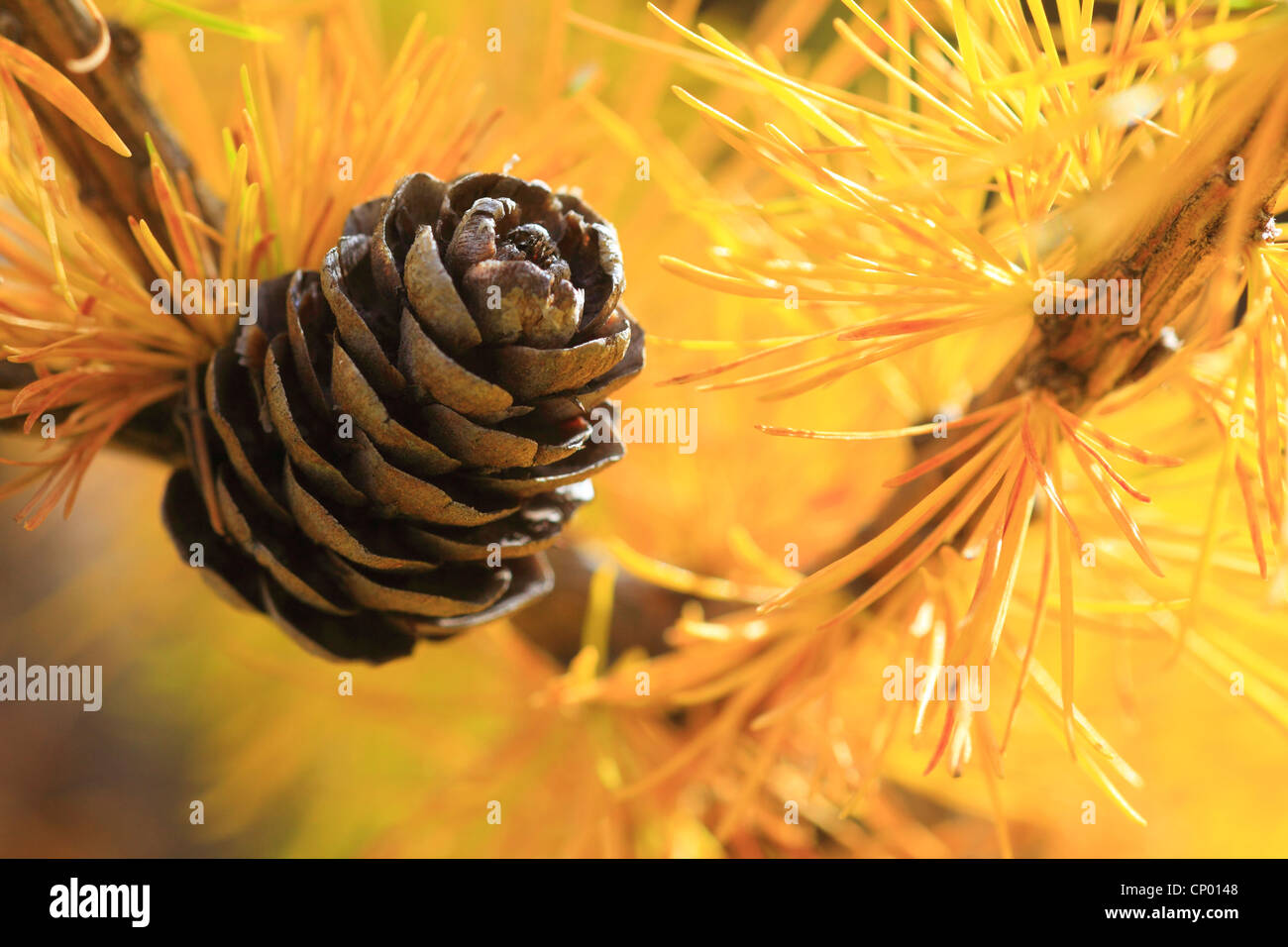 Larch larix leaves cone tree hi-res stock photography and images - Alamy