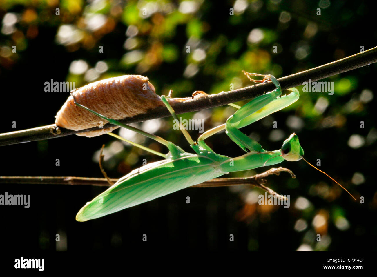 Praying mantis eggs hi-res stock photography and images - Alamy