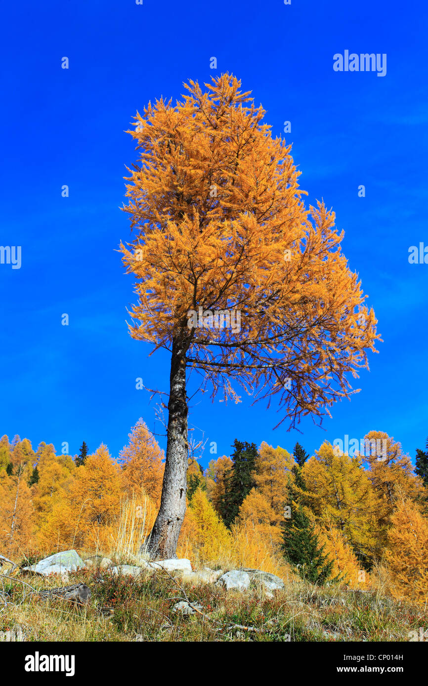 common larch, European larch (Larix decidua, Larix europaea), larch ...