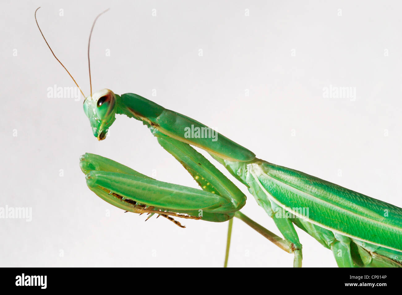 European praying mantis, European mantis (Mantis religiosa), half ...
