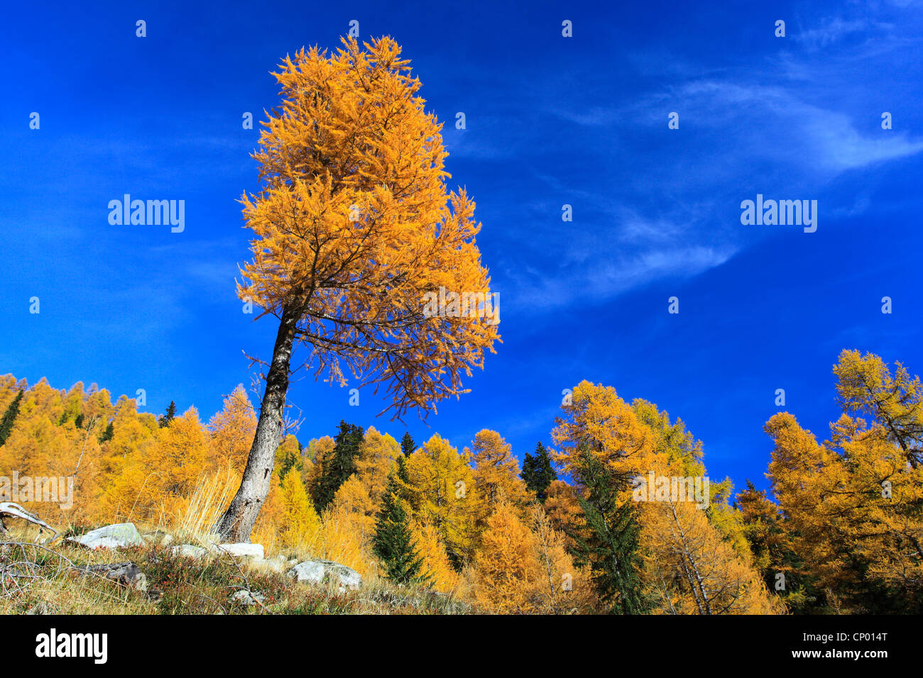 common larch, European larch (Larix decidua, Larix europaea), larch ...