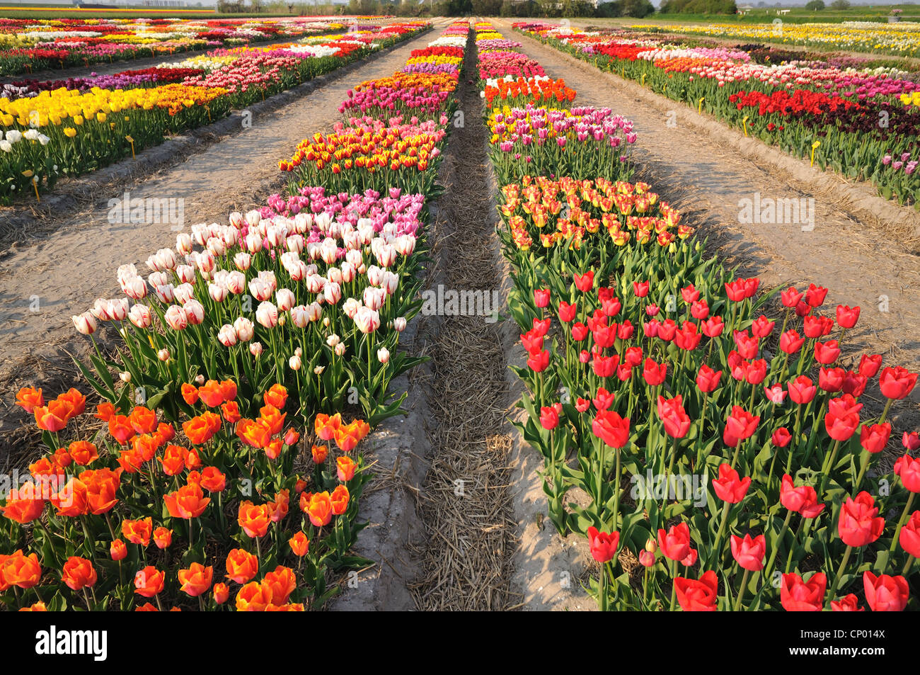 common garden tulip (Tulipa gesneriana), tulip field with different ...