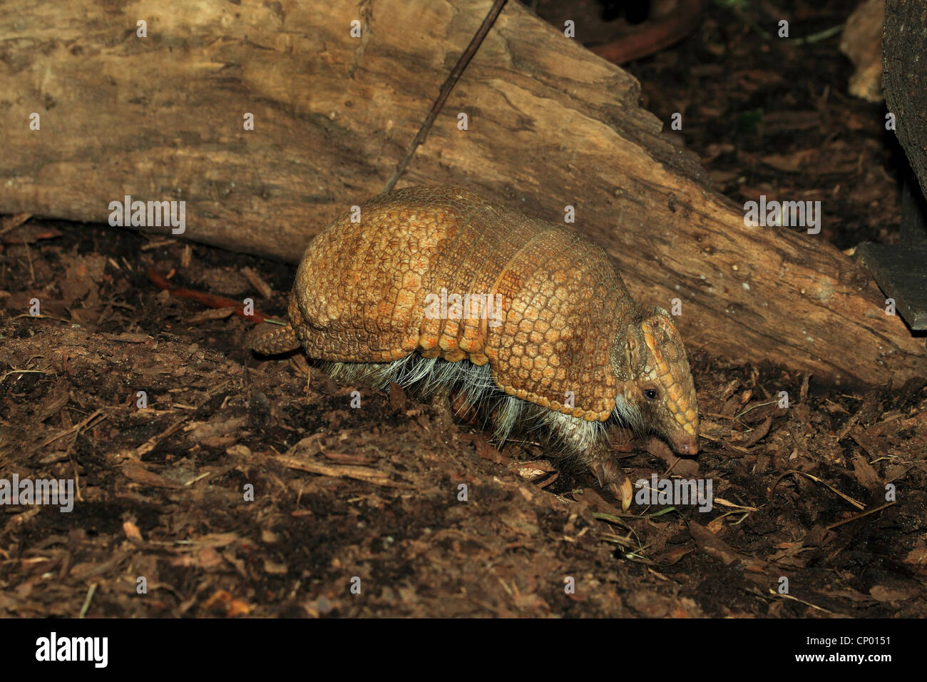 Xenarthrans hi-res stock photography and images - Alamy