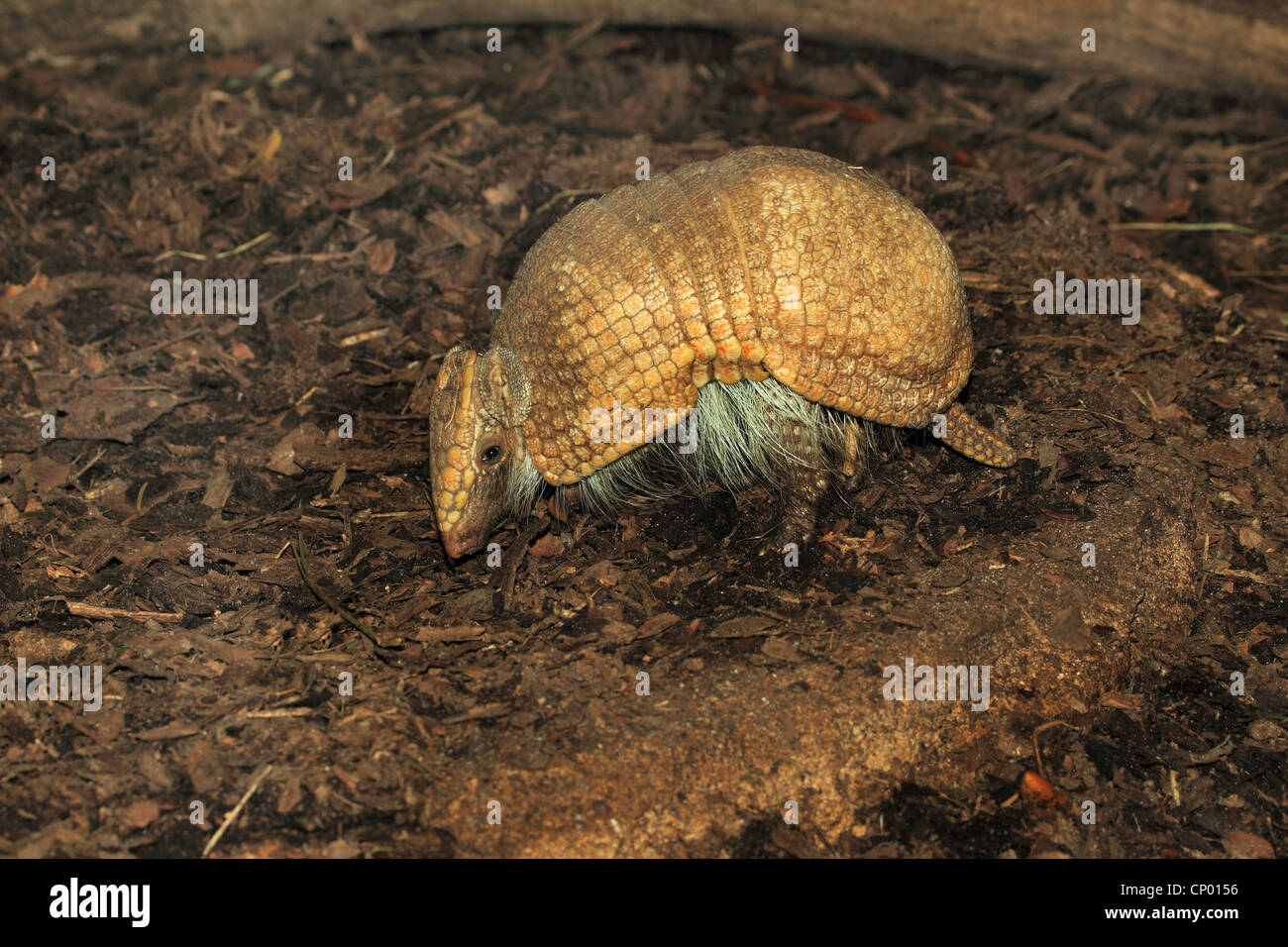 southern three-banded armadillo (Tolypeutes matacus), side view Stock ...