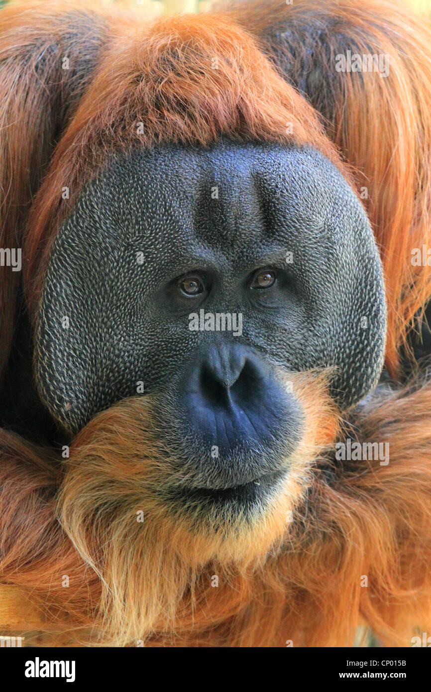 orang-utan, orangutan, orang-outang (Pongo pygmaeus), male, portrait ...