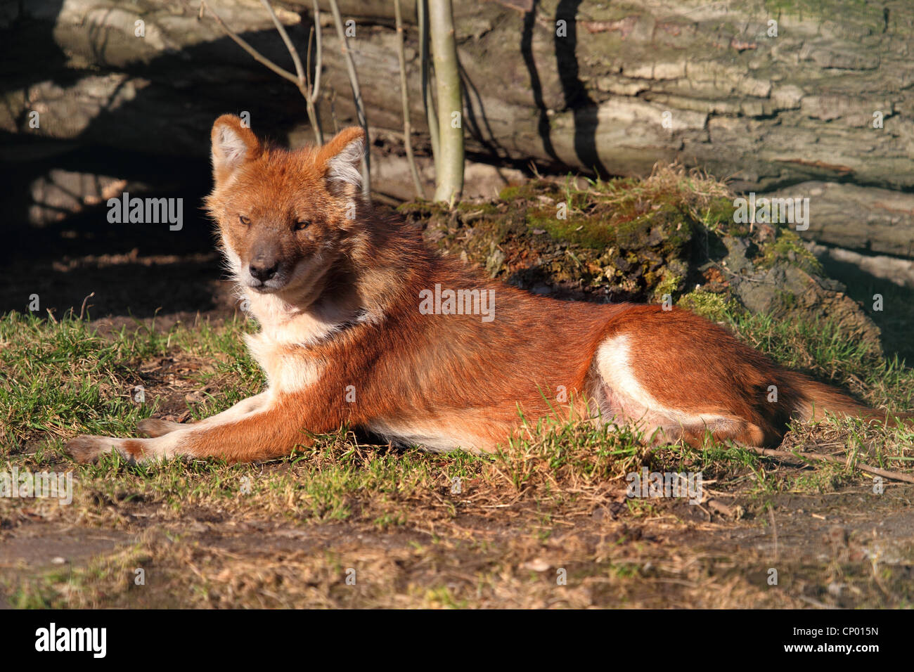 Asiatic wild dog cuon alpinus hi-res stock photography and images - Alamy